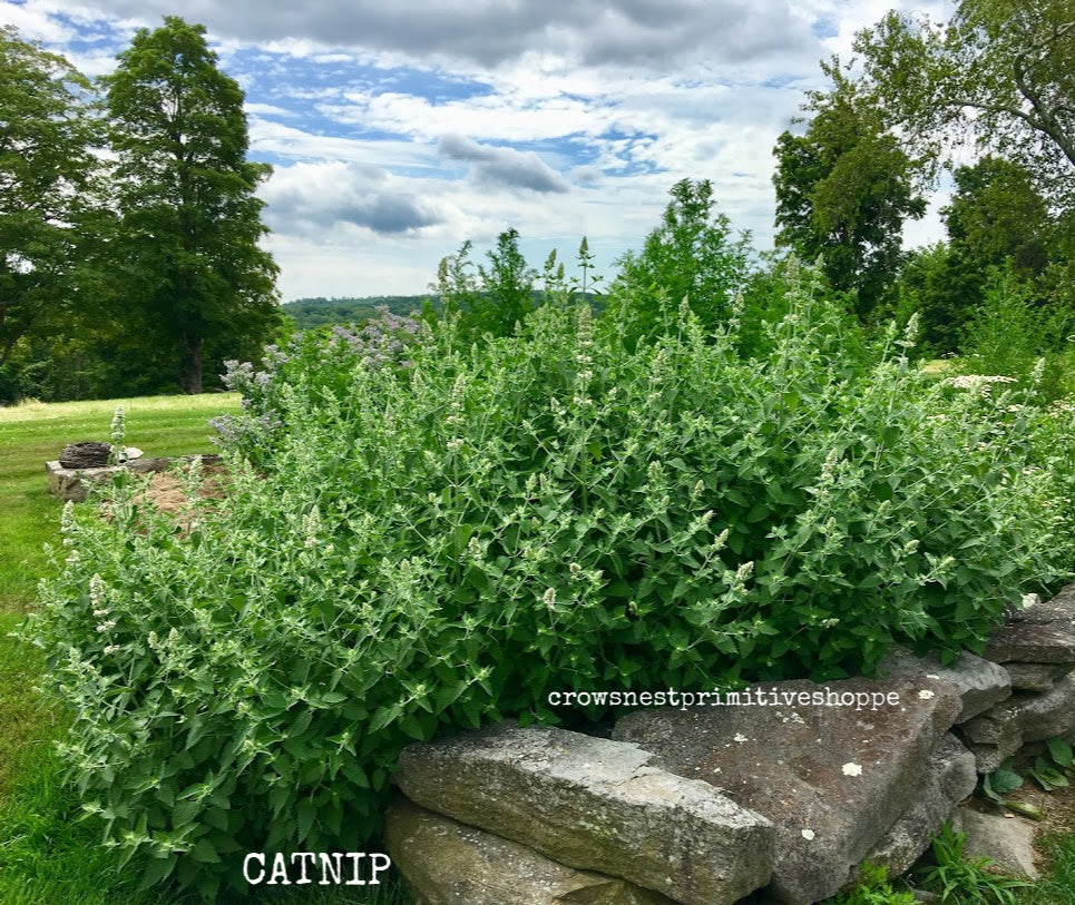 Organic Catnip – Crows Nest Primitive Shoppe