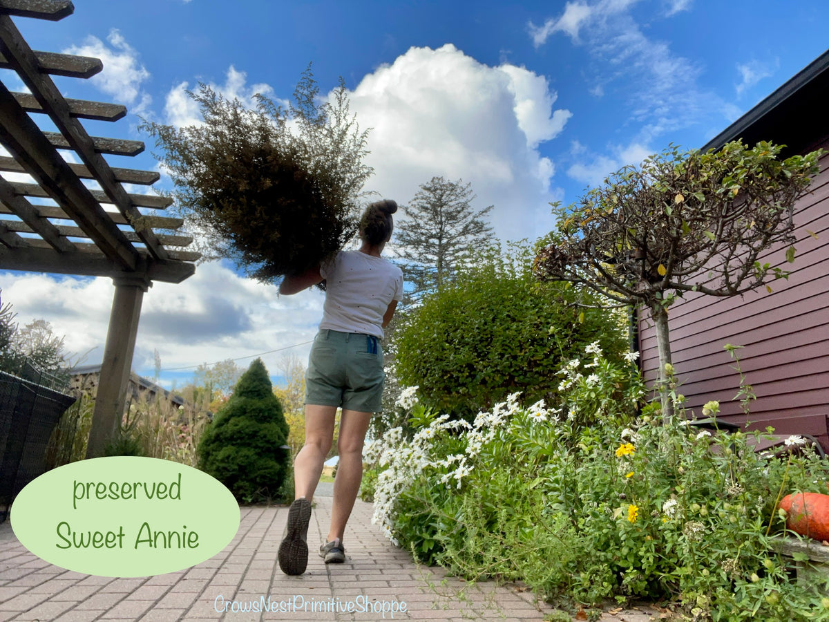 Sweet Annie Seeds – Crows Nest Primitive Shoppe